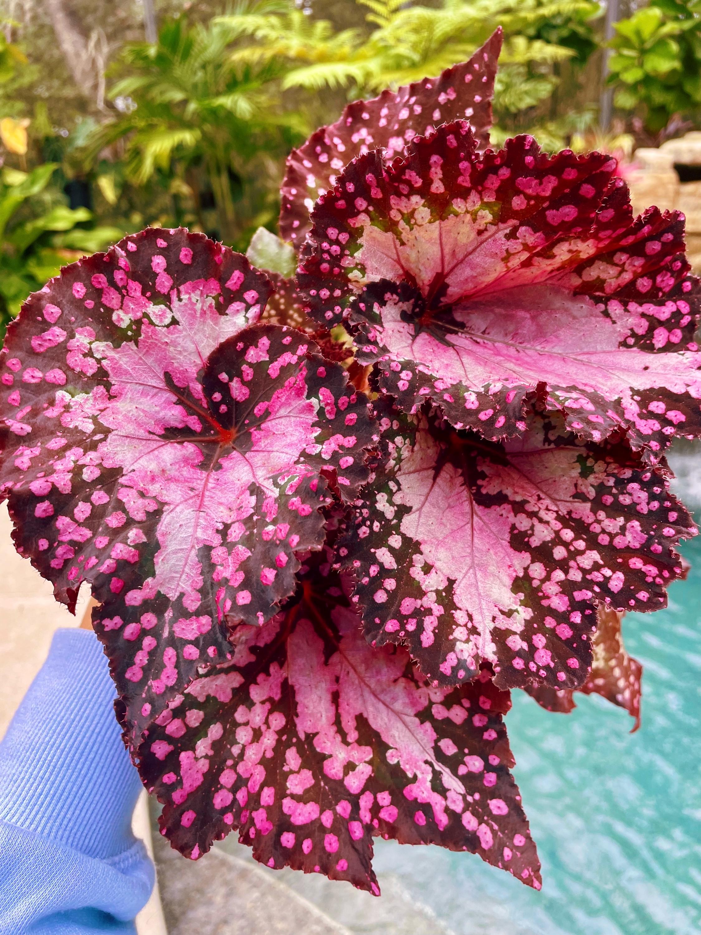 RARE Rex Begonia ‘harmony’s Space Fairy’ Pink Swirl Live House Plant ...