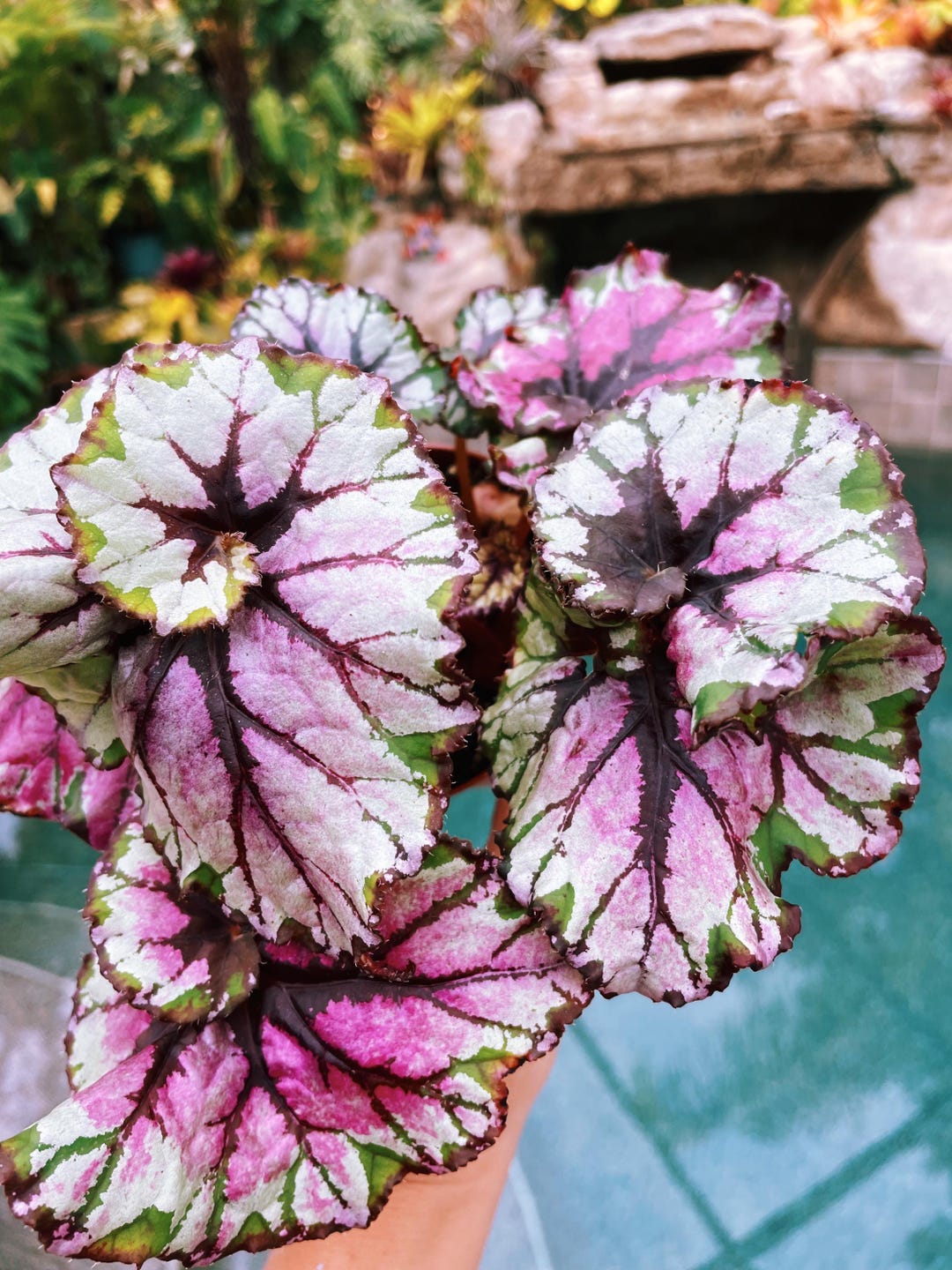 RARE Rex Begonia ballroom Escargot Swirl Live House Starter Plant ...