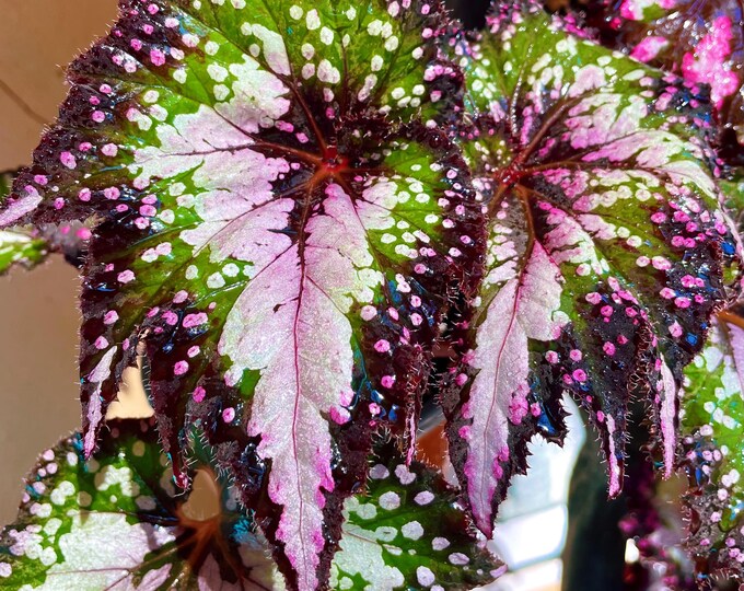 RARE Rex Begonia ‘harmony’s Paparazzi’ Pink Swirl Live House Starter ...