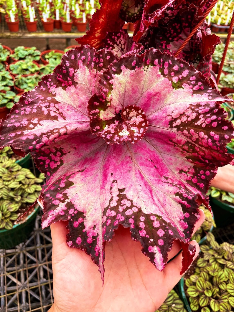 RARE Rex Begonia ‘harmony’s Space Fairy’ Pink Swirl Live House Plant ...