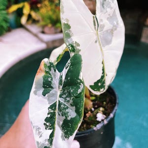 Actual Plant RARE Variegated Alocasia frydek Albo Mint Hybrid Sport ...