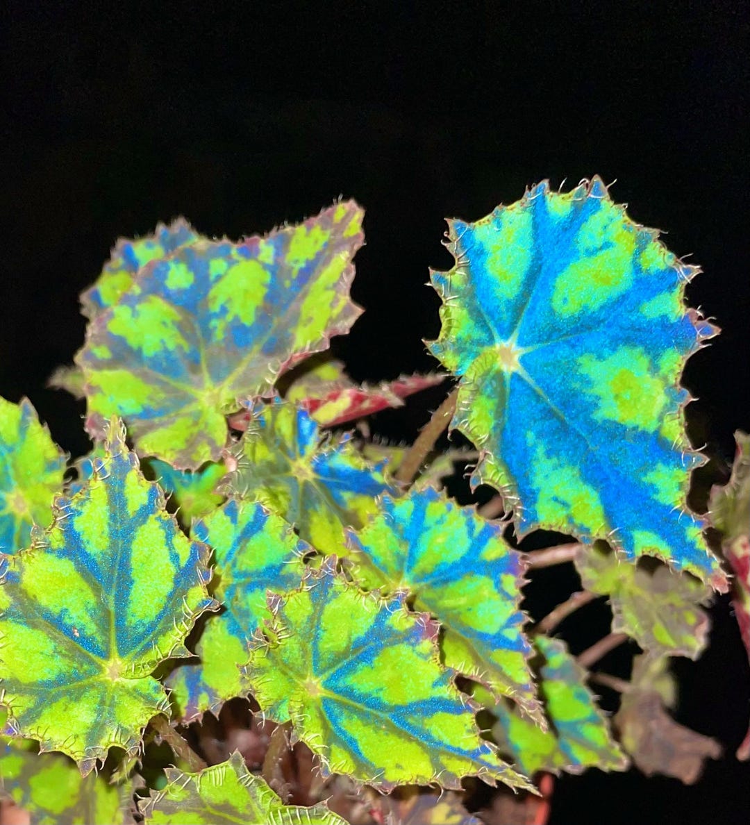 RARE Rex Begonia Blue Flashing ‘tiger Kitten’ Live House Plant Potted 4 ...