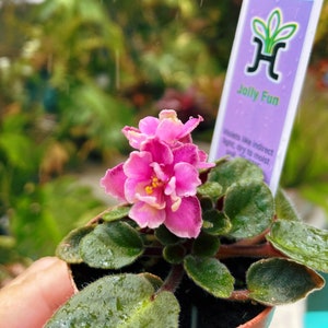 Mini Miniature African Violet ‘jolly Fun’ 2” Pink Bloom Potted House ...