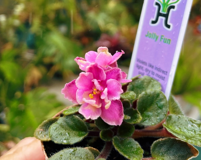 Mini Miniature African Violet ‘jolly Fun’ 2” Pink Bloom Potted House ...