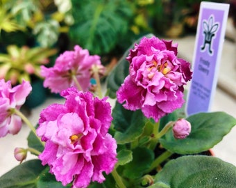 African Violet "frosty Cherry - Etsy