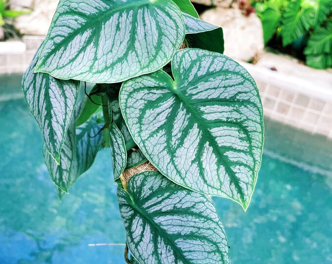 Large Monstera Dubia Shingle Climbing Totem Rare House Plant 4” Pot - Etsy