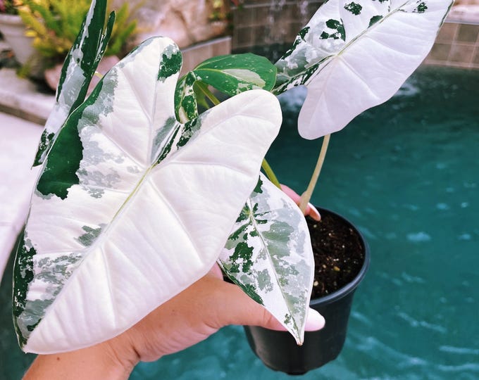 Actual Plant- RARE Variegated Alocasia ‘frydek’ Albo Mint Hybrid Sport ...