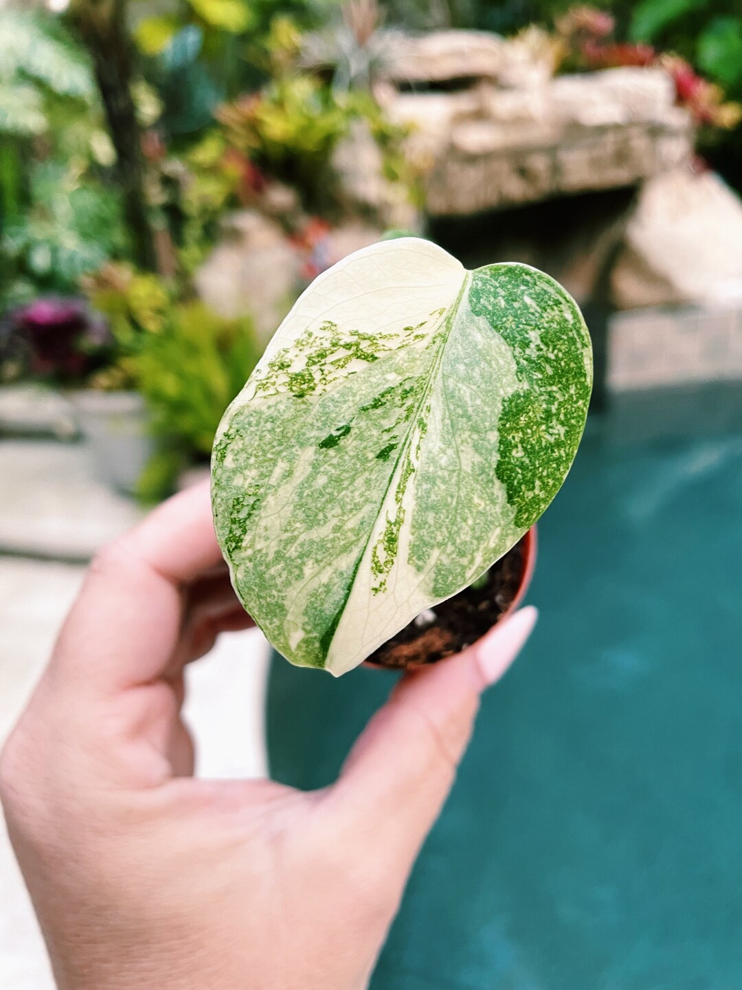 Highly Variegated Monstera Thai Constellation Crème Brûlée Galaxy