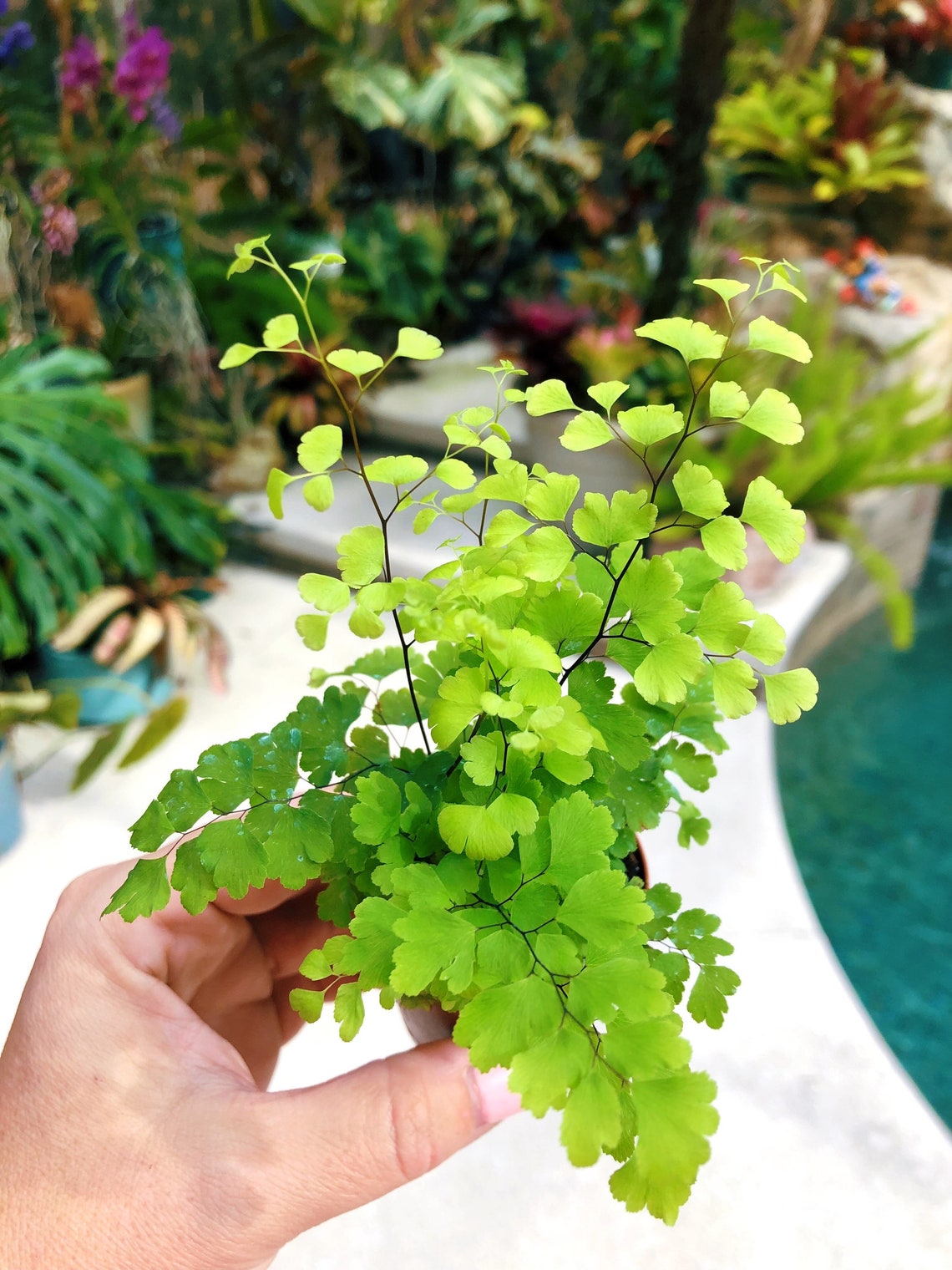 Adiantum Aethiopicum Maidenhair Fern Terrarium Live House - Etsy