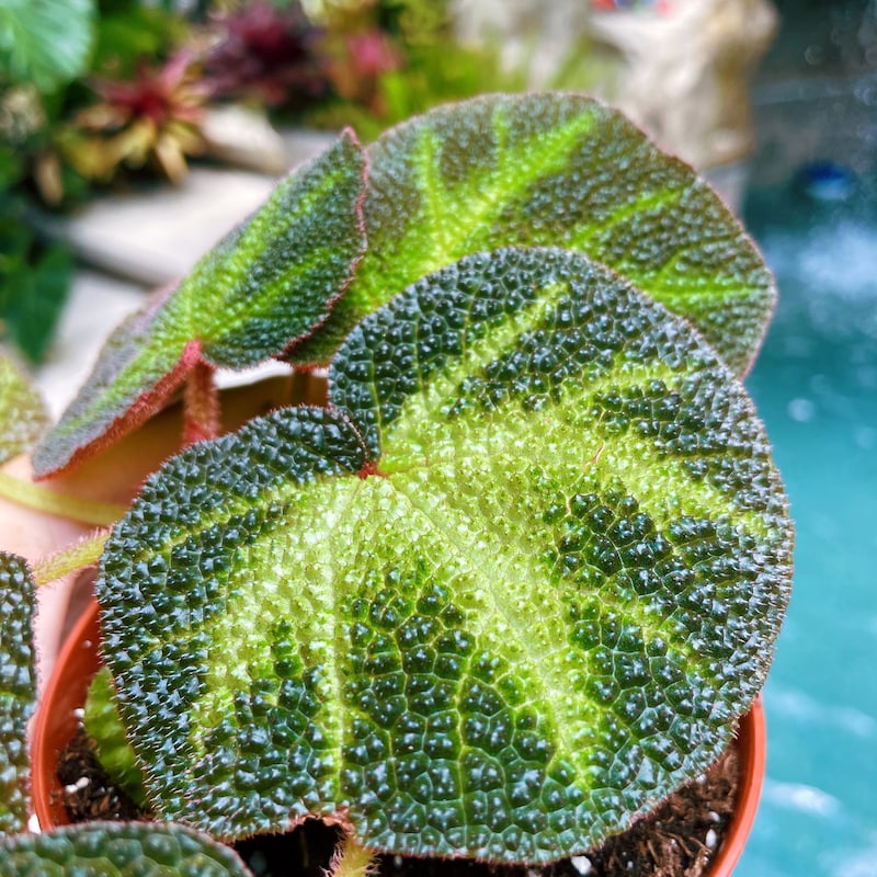 Rare House Plants - Etsy