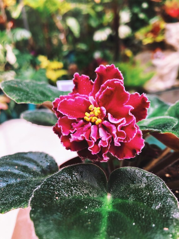Red Violet Flower