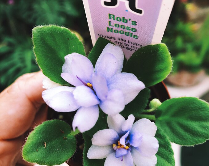 Miniature Rare Mini African Violet ‘rob’s Loose Noodle’ 2” Potted House ...