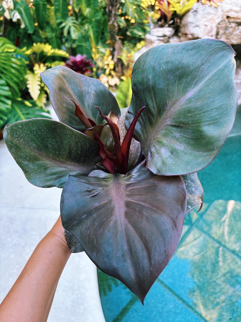 Philodendron Red Heart Dark Purple Aroid Potted 4” House Plant - Etsy