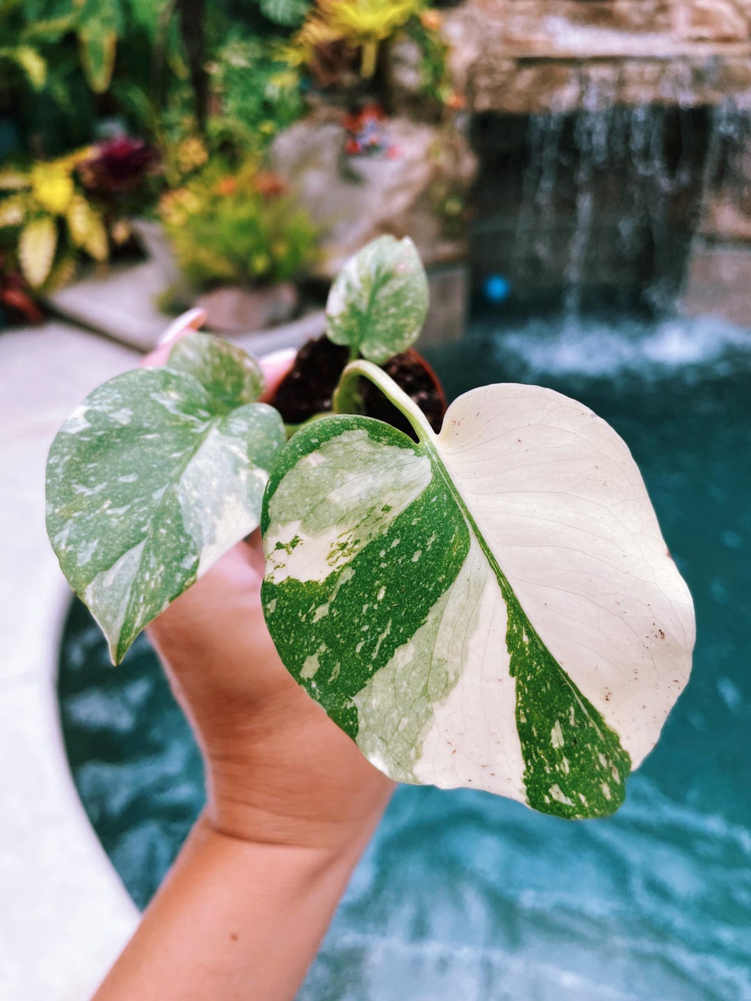 Highly Variegated Monstera Thai Constellation Marble Milky Way Legacy ...
