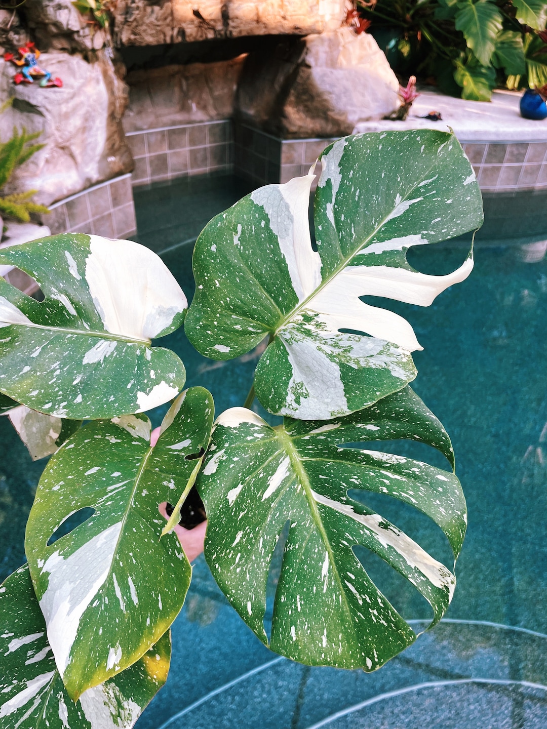 Actual Plant Large Variegated Monstera Thai Constellation Half Moon ...