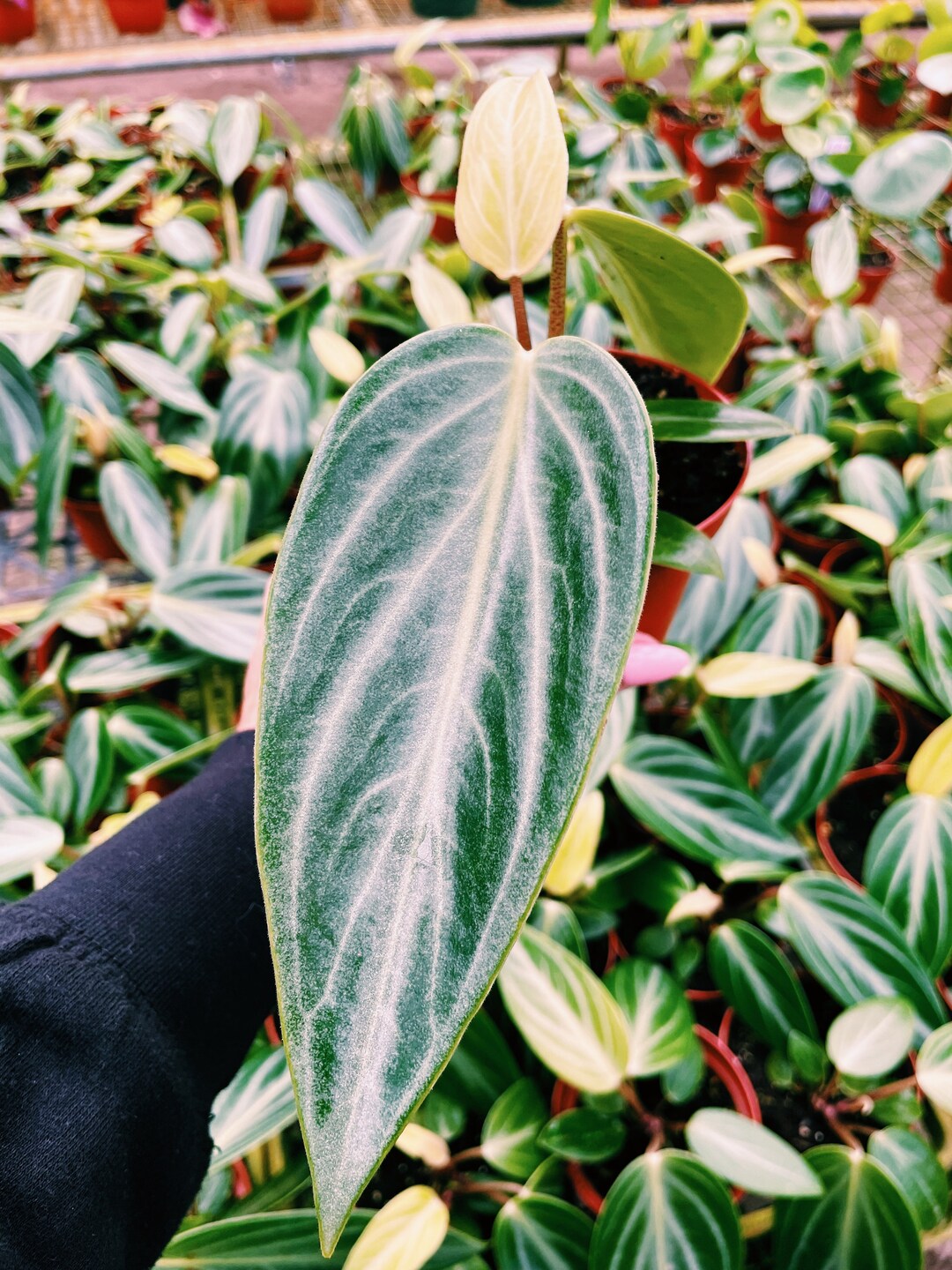 Peperomia ‘maculosa’ Elongata Garden House Plant Two Sizes Available 2 ...