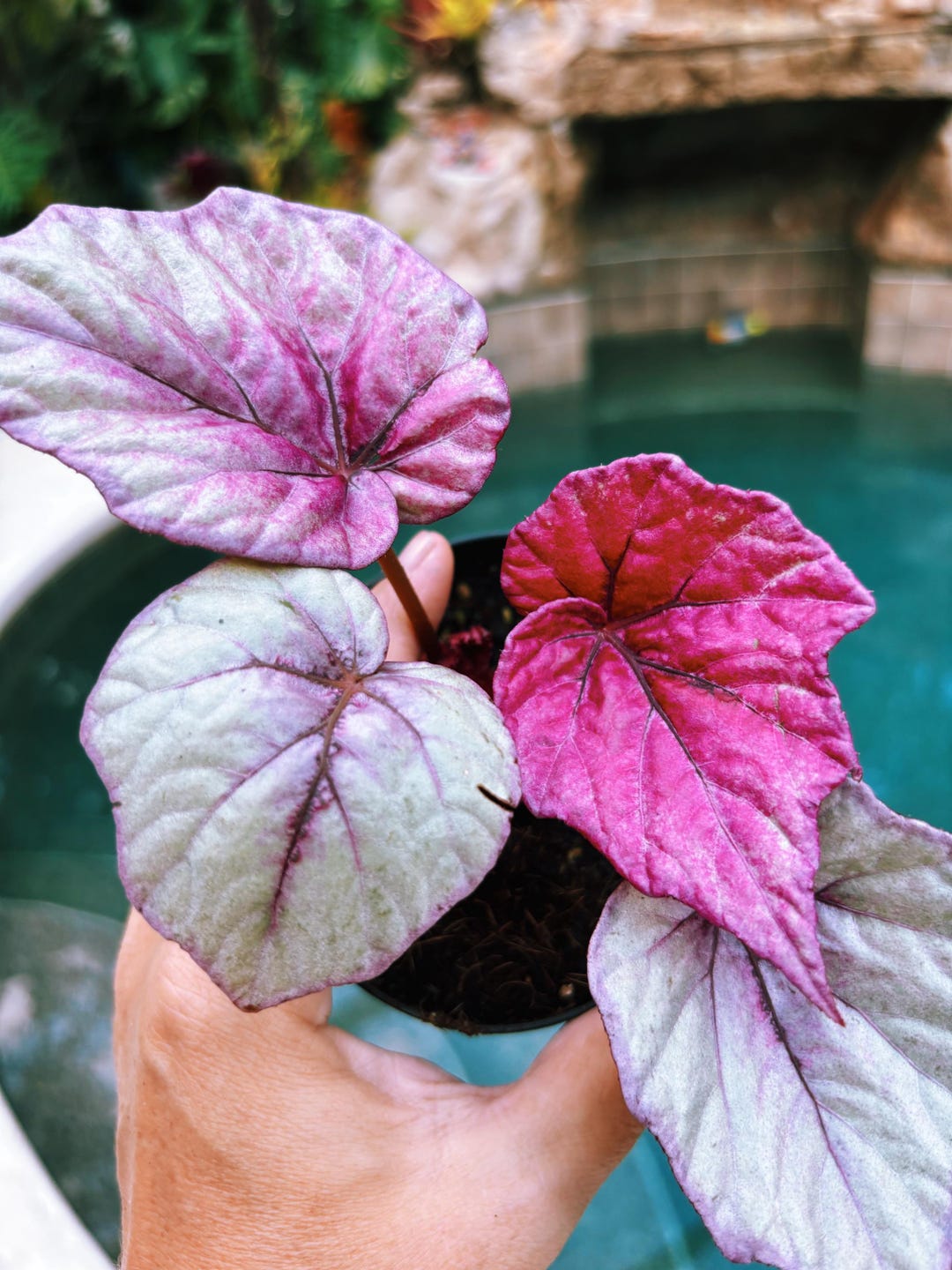 RARE Rex Begonia Pink Inca Flame Shimmer Live House Starter Plant ...
