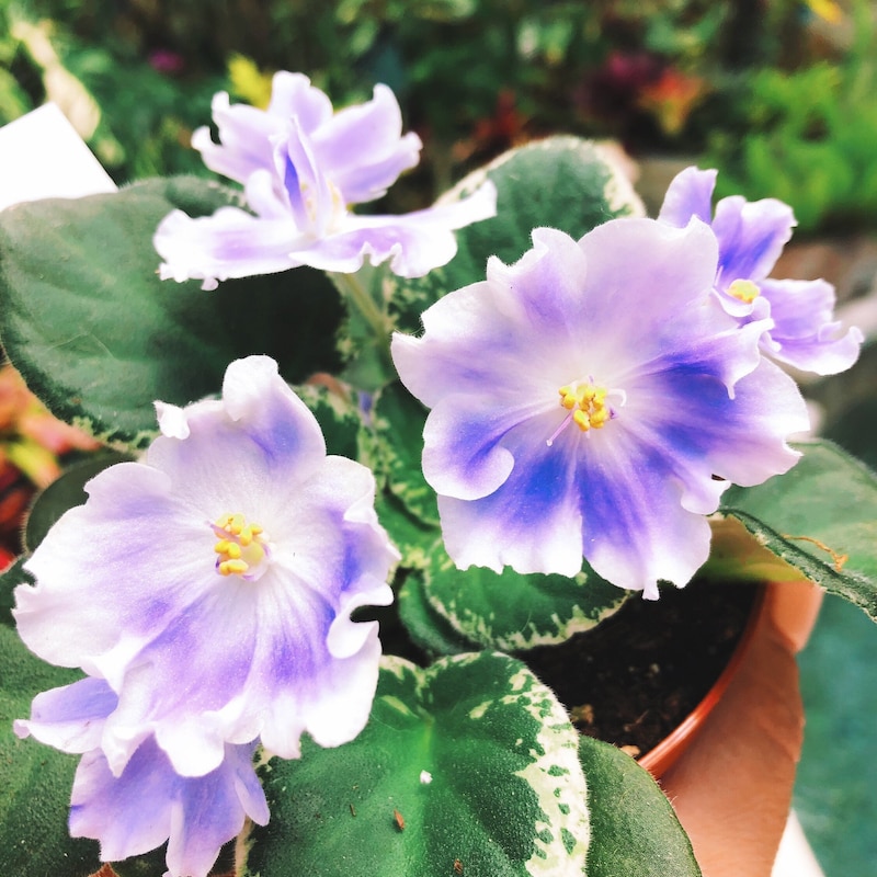 Violet Peach - Etsy