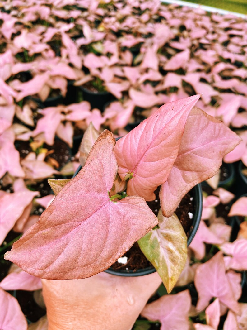 Syngonium Podophyllum pink Perfection 4 Potted House Plant - Etsy
