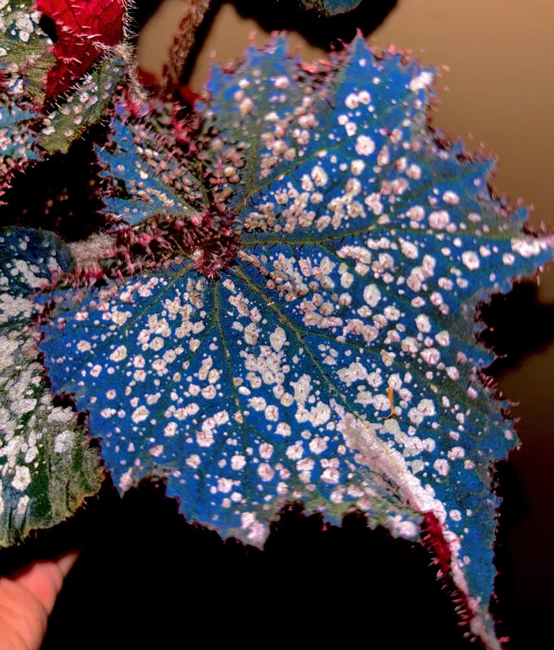 Rex Begonia Blue Iridescent ‘island Magic’ Silver Variegated Live House ...