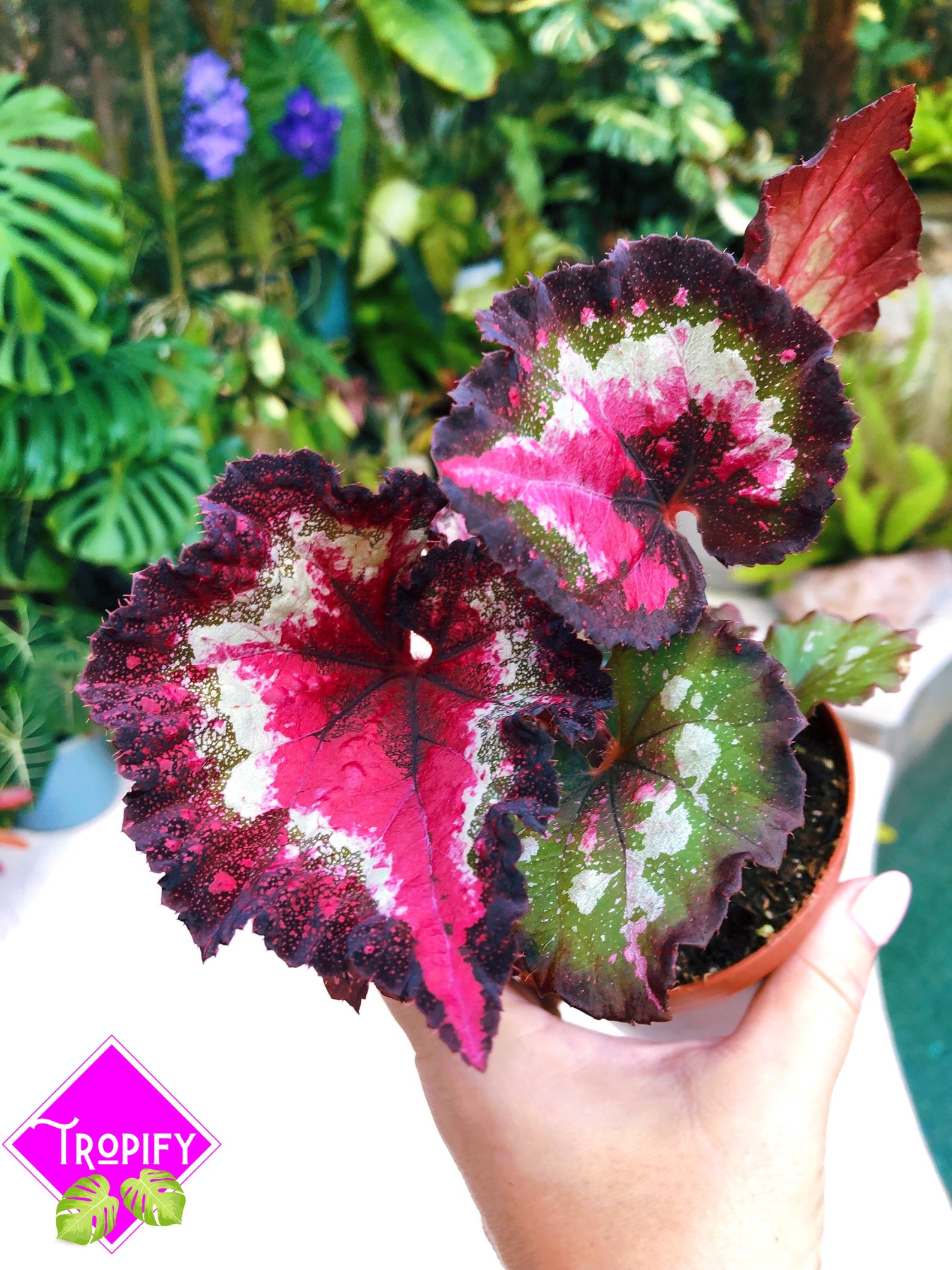 Rex Begonia ‘harmony’s First Kiss’ Swirl Escargot Pink Variegated Live ...