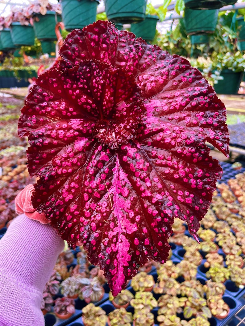 RARE Rex Begonia ‘harmony’s Space Fairy’ Pink Swirl Live House Plant ...