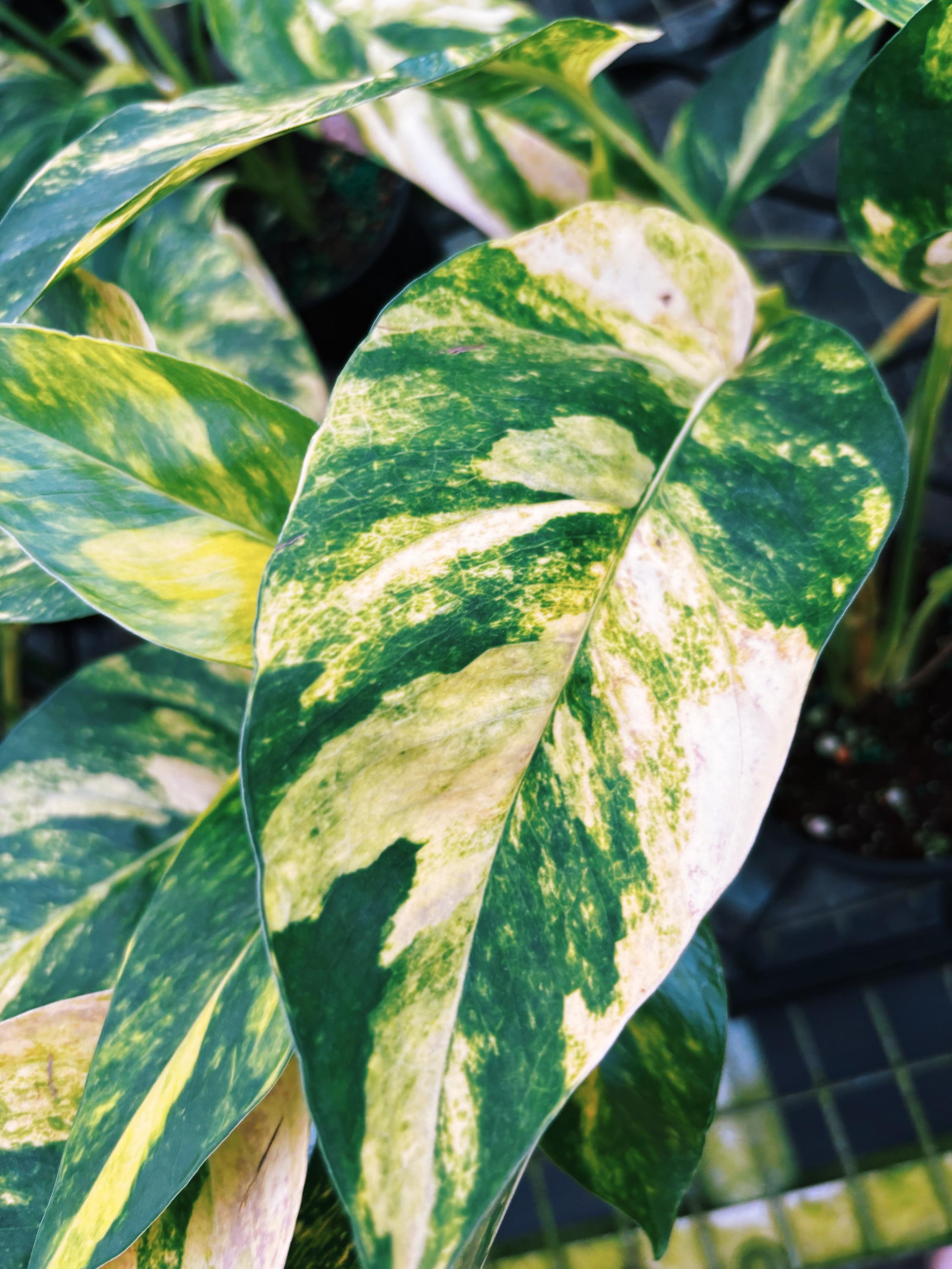 RARE Variegated Epiprenum Yellow Golden Flame Aurea Large Climbing ...