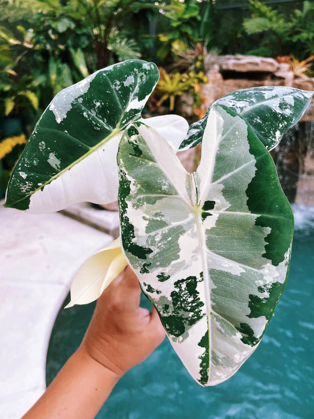 Actual Plant RARE Variegated Alocasia frydek Albo Mint Hybrid Sport ...