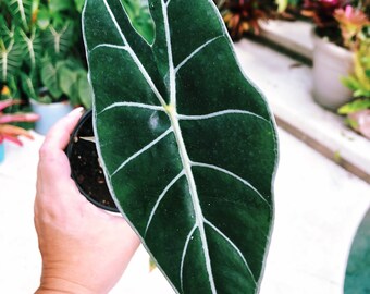 Dragon Tooth Plant | Etsy