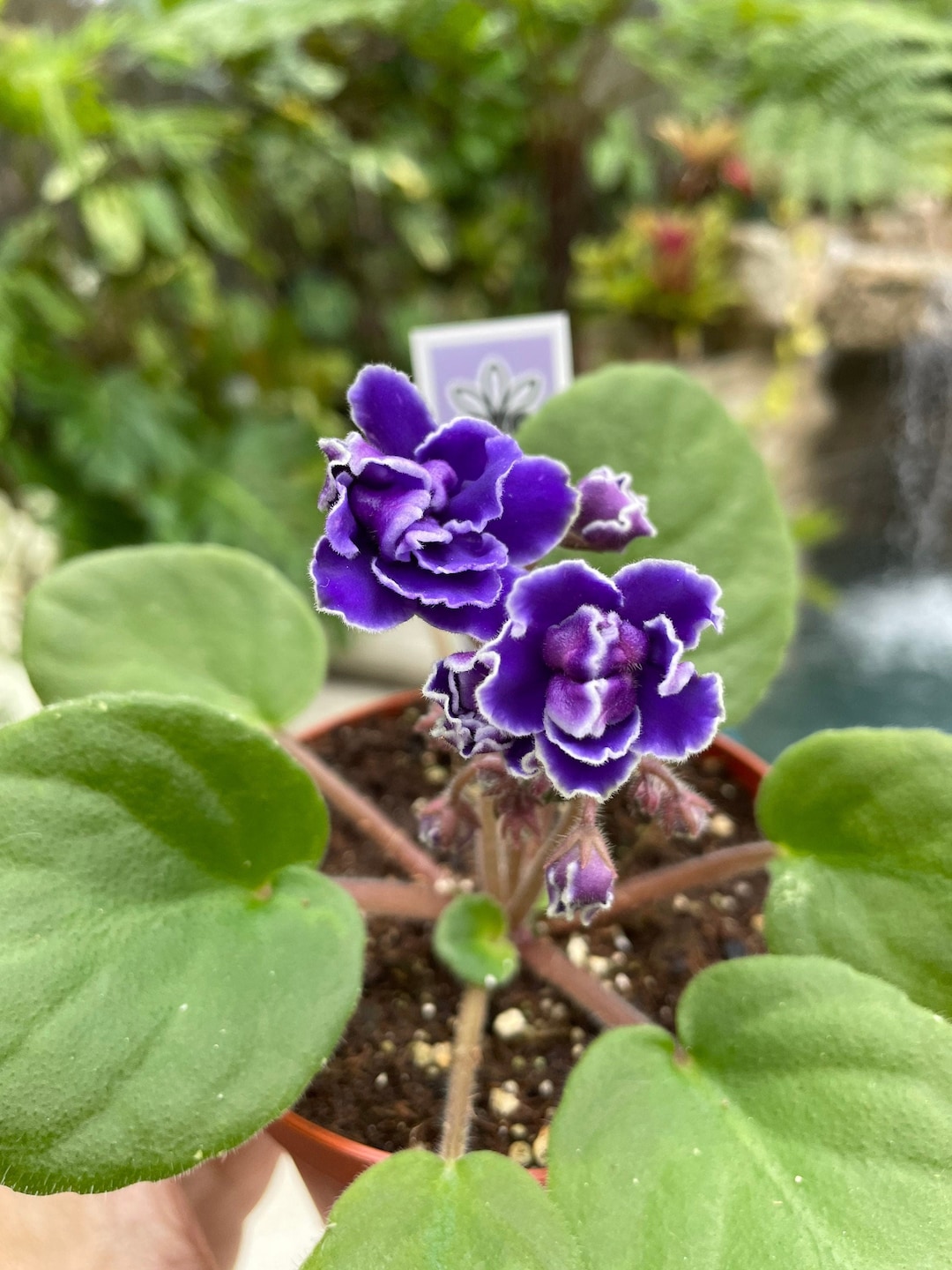 Live House Plant Variegated Purple Ruffle Bloom African Violet ‘buckeye ...