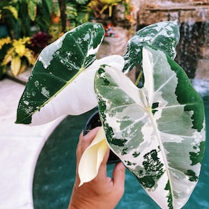 Actual Plant RARE Variegated Alocasia frydek Albo Mint Hybrid Sport ...