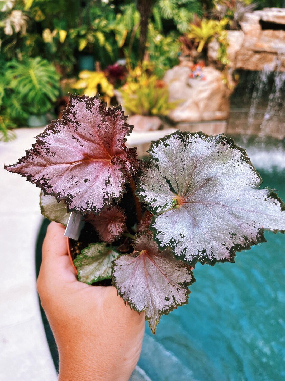 RARE Rex Begonia Pink Metallic deja Thoris Live House Plant Potted 4 ...