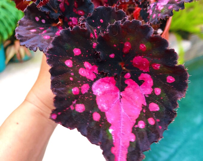 Begonia Fireworks Starter Plant ALL STARTER PLANTS Require - Etsy