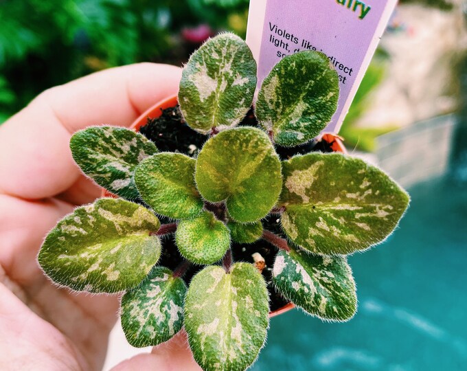 Rare Sport Variegated Miniature Mini African Violet ‘jolly Fairy’ Pink ...