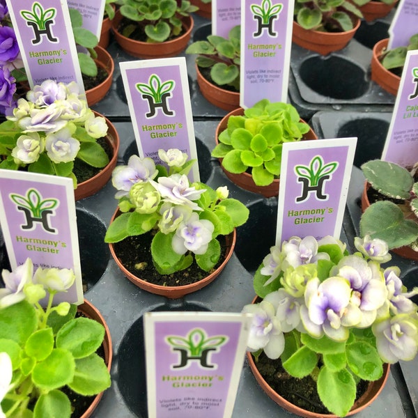 Miniature African Violets Plant - Etsy