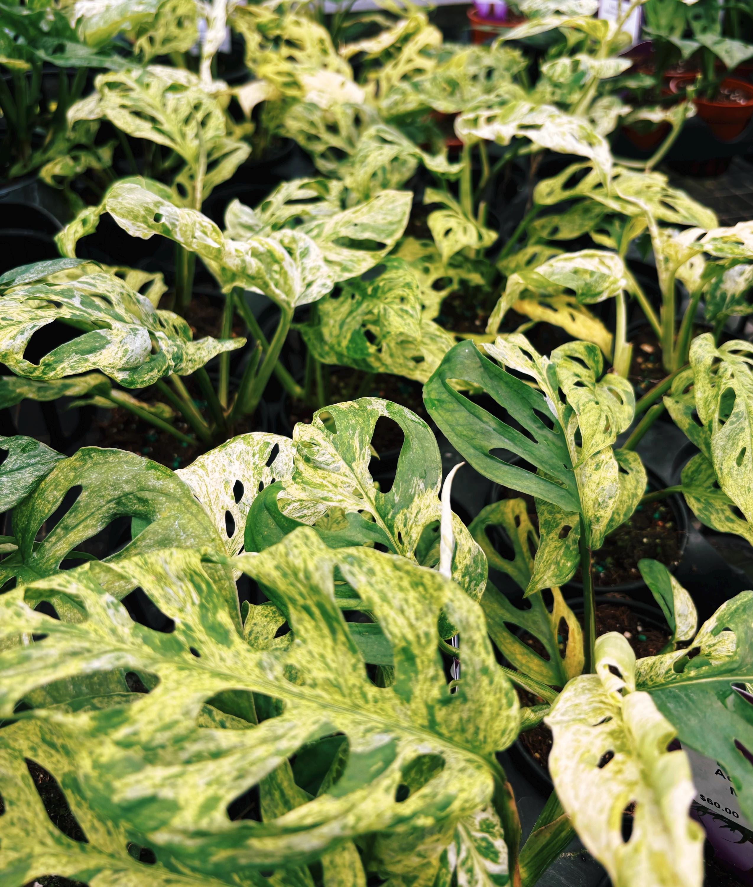 RARE Variegated Monstera Adansonii Mottled Tropical House Plant Aroid 4 ...