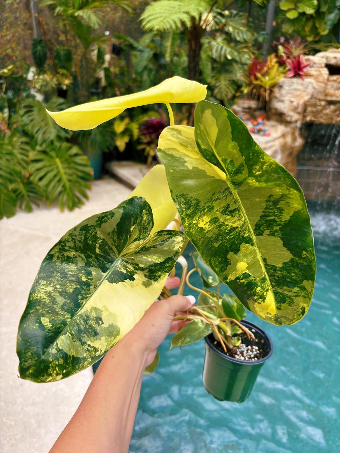 Large Mature Highly Variegated Philodendron Burle Marx Climbing Aroid ...