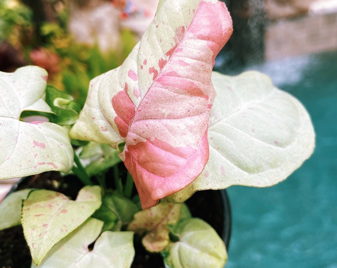 RARE Syngonium Podophyllum Milk Confetti Tricolor Pink Variegated Live ...
