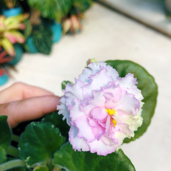African Violet White Bloom - Etsy