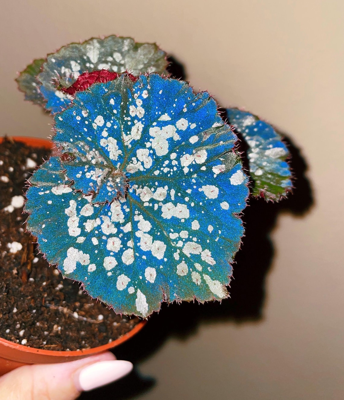 Rex Begonia Blue Iridescent ‘island Magic’ Silver Variegated Live House ...