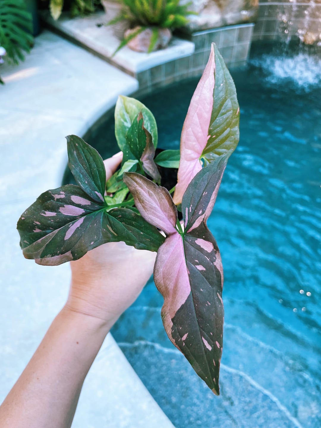 Actual Plant - Rare! Syngonium Chocolate Pink Galaxy Marble Variegated ...