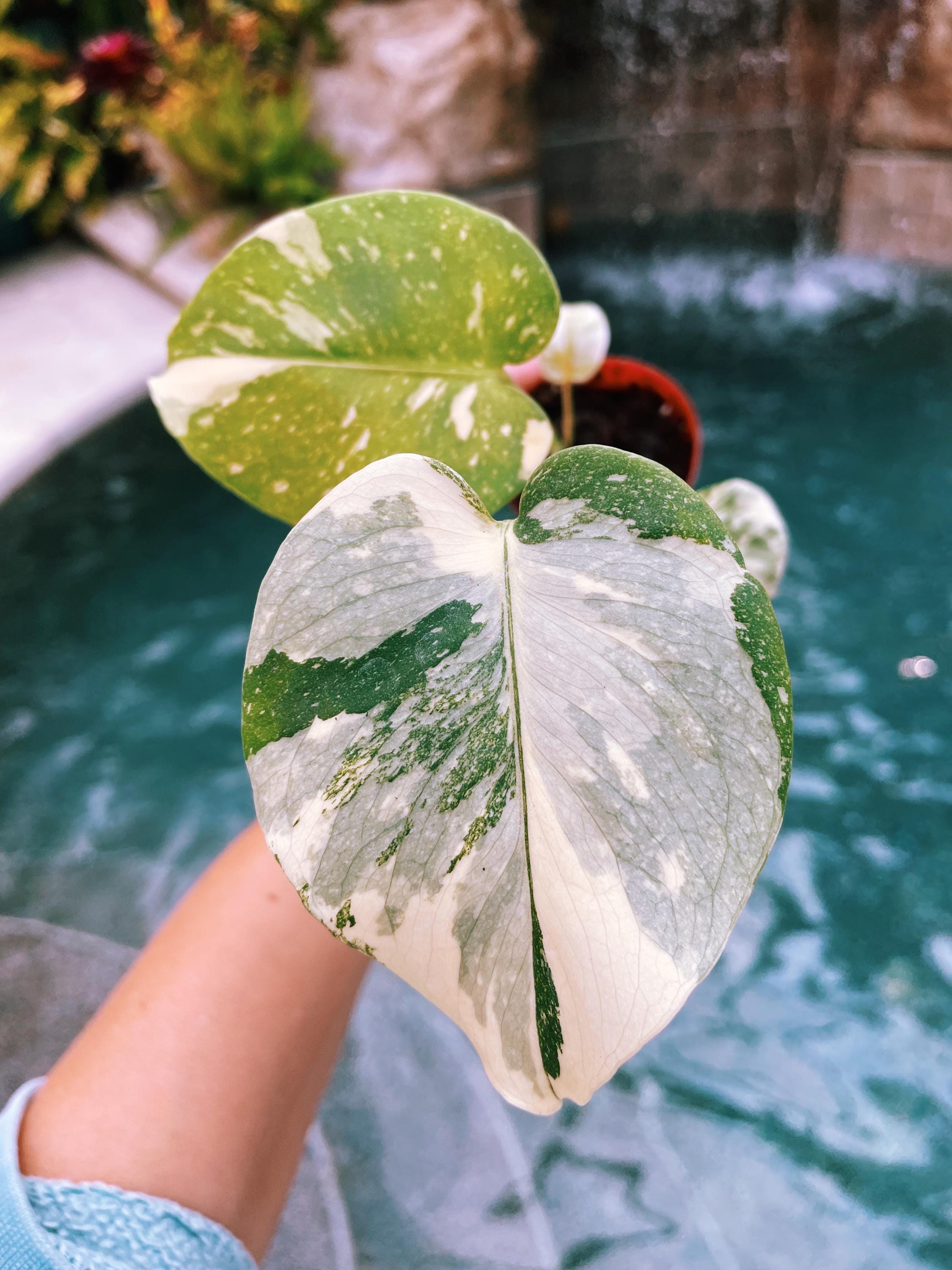 Premium Highly Variegated Growers Choice Monstera Thai Constellation ...