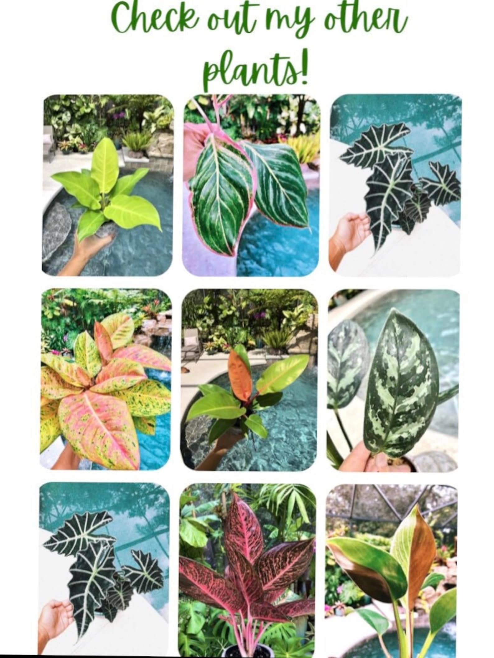 Peperomia Piccolo Banda Albovittata Variegated House Plant 2 - Etsy