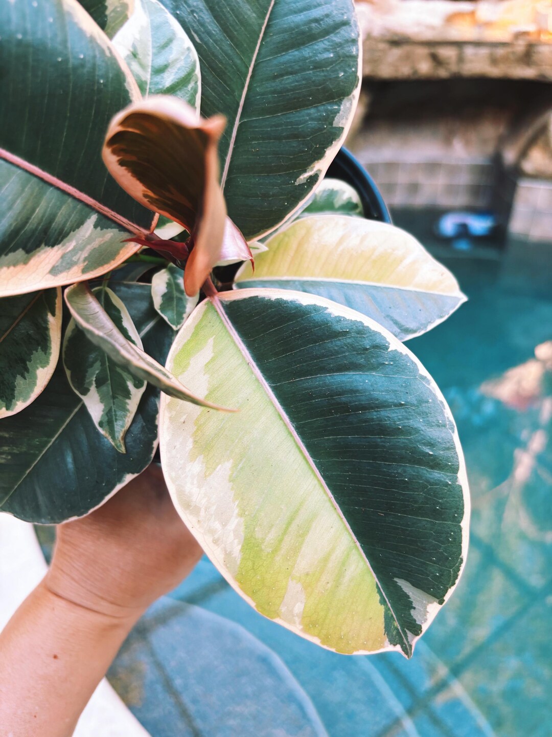 Actual Plant - Rare Ficus Elastica Tineke White Sport Double Variegated ...