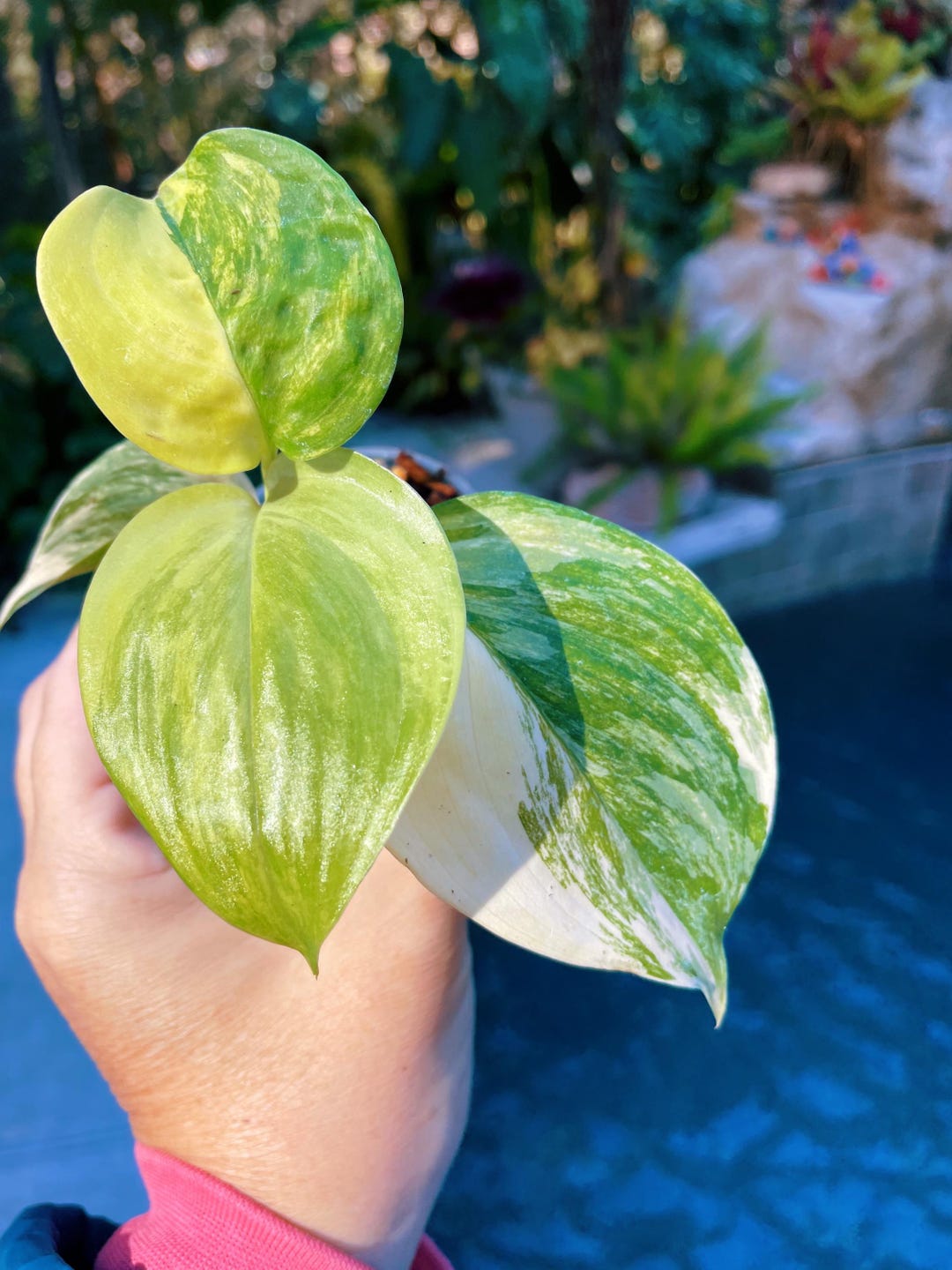 Actual Plant - RARE Variegated Scindapsus Jade Satin Aurea Tropical ...