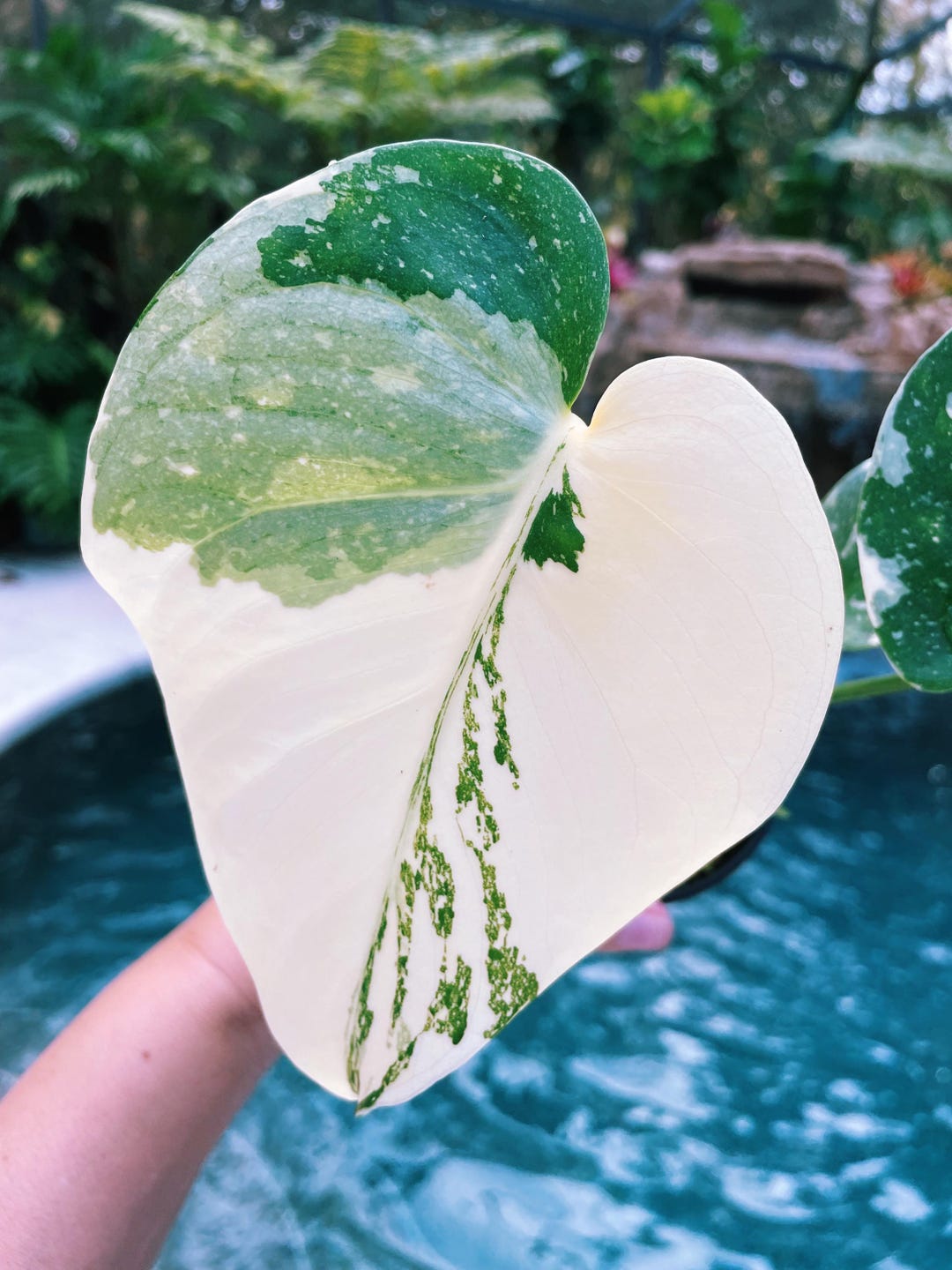 Highly Variegated Monstera Thai Constellation Marble Milky Way Legacy ...