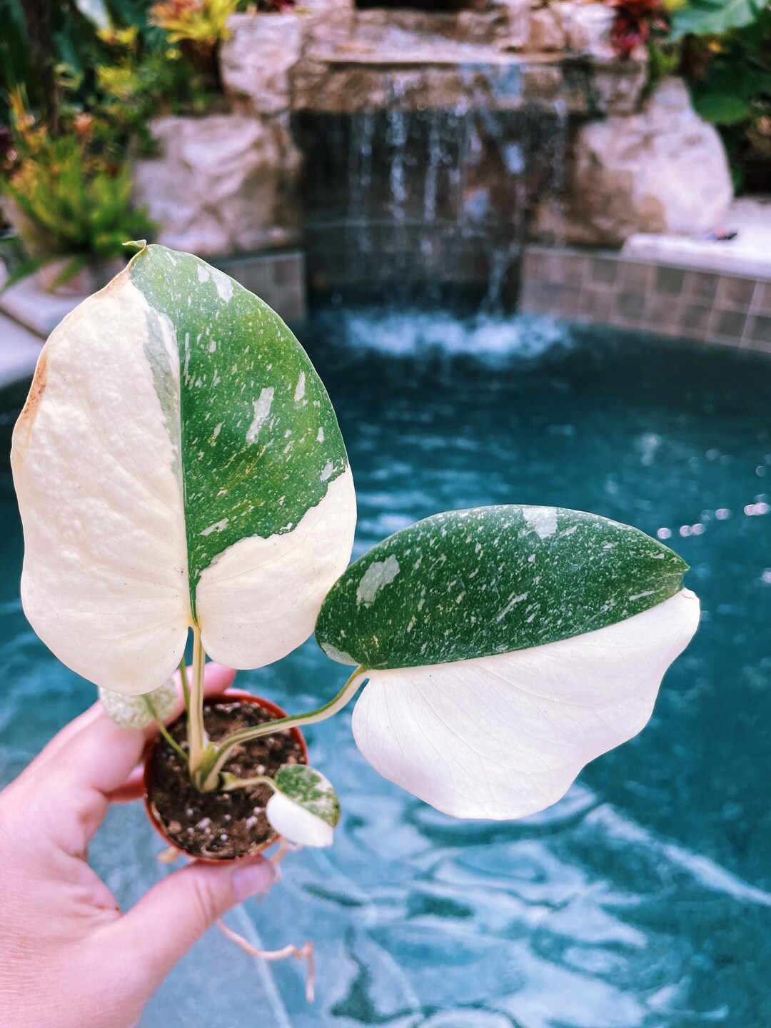 Highly Variegated Monstera Thai Constellation Marble Milky Way Legacy ...