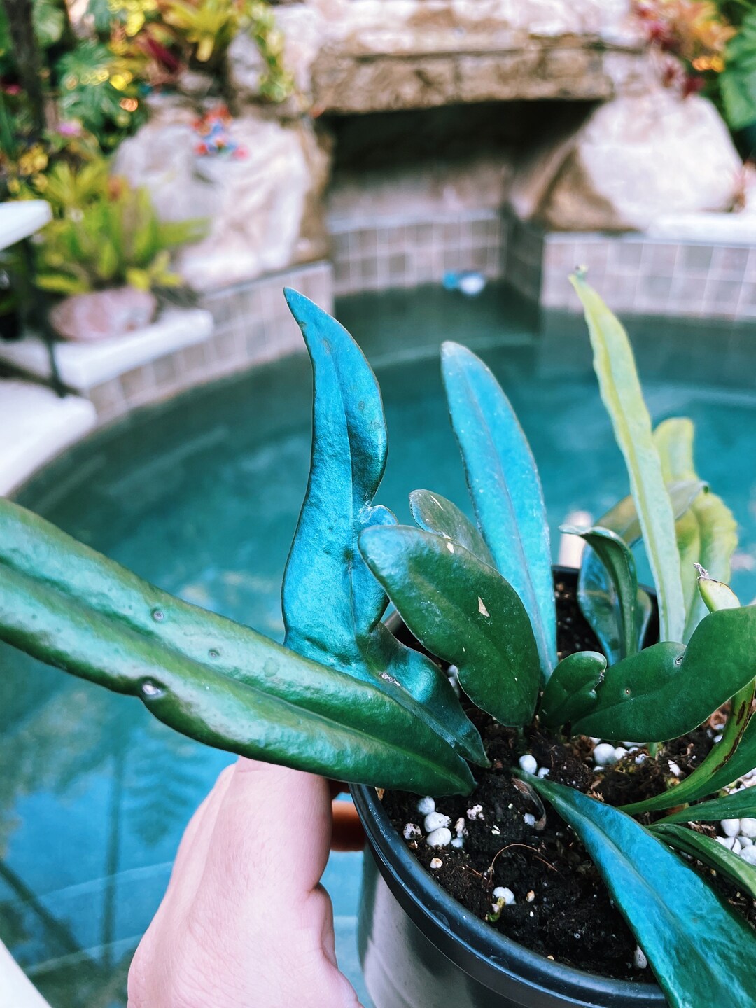 Rare Microsorum Thailandicum Blue Oil Iridescent Fern Live House Plant ...