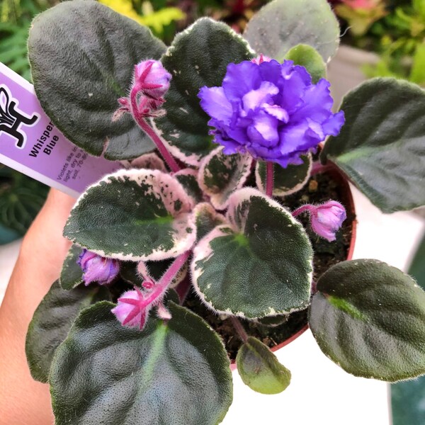 Harmonys Variegated African Violets - Etsy