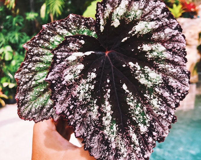 Harmonys Royal Majesty Begonia Starter Plant ALL STARTER PLANTS Require ...